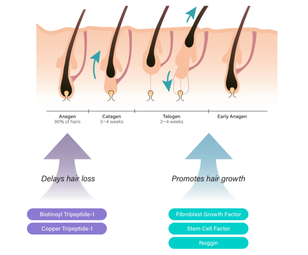 HAIRNA EXOSOME HAIR FILLER for Thinning Hair